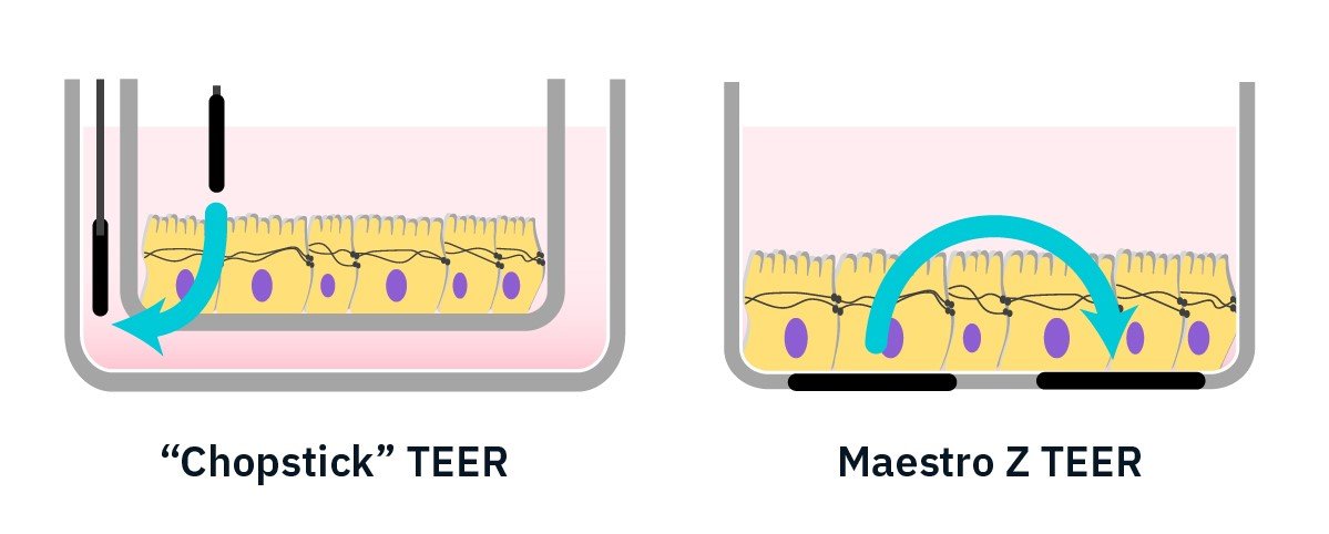 TEER Insights | Axion Biosystems